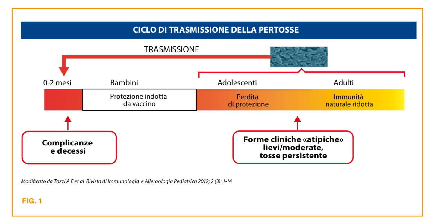 Pertosse: novità e vaccinazione - Farma e Benessere